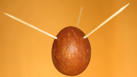Sprouting an Avocado Seed